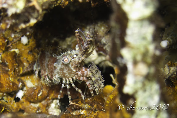 Common Marble Shrimp | Project Noah