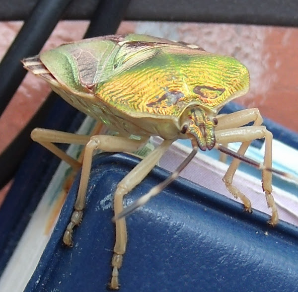 Mattiphus Shield Bug | Project Noah