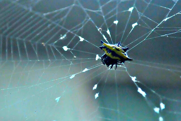 Kite Spider | Project Noah