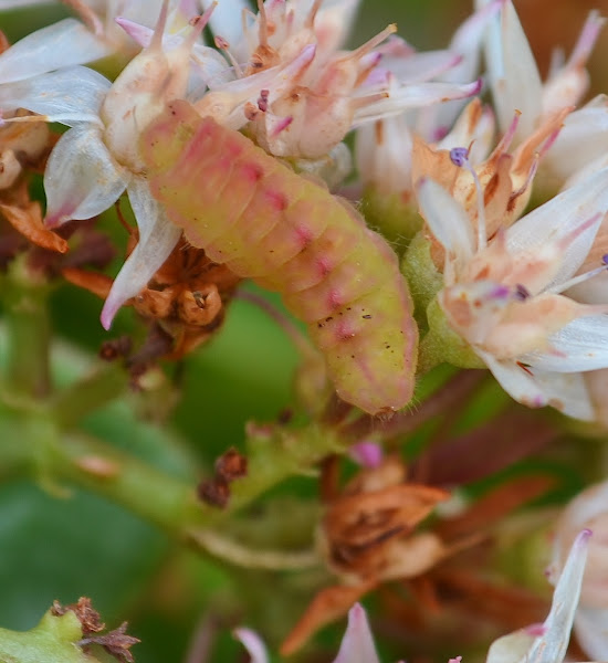 Larva | Project Noah