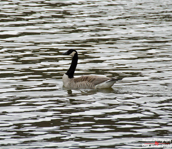 Canada Goose | Project Noah