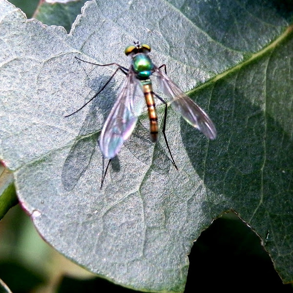 long-legged fly - male | Project Noah