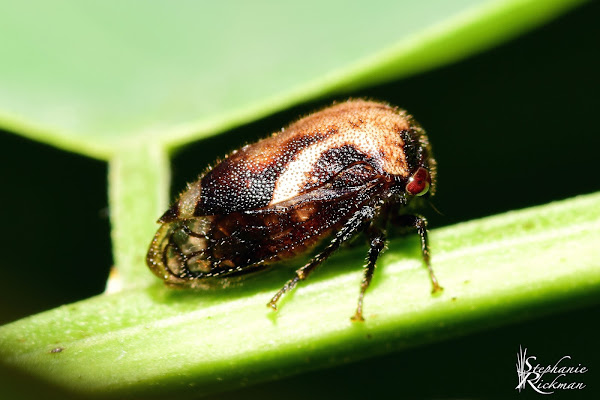 Black Locust Treehopper | Project Noah