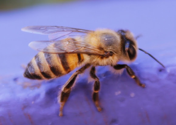 African Honey Bee | Project Noah