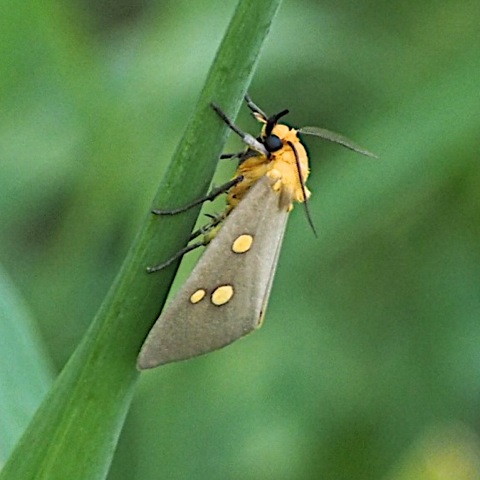 Dice Moth | Project Noah