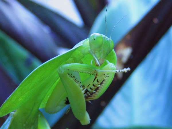 Leaf-mimic Mantis (Hood Mantis ) | Project Noah