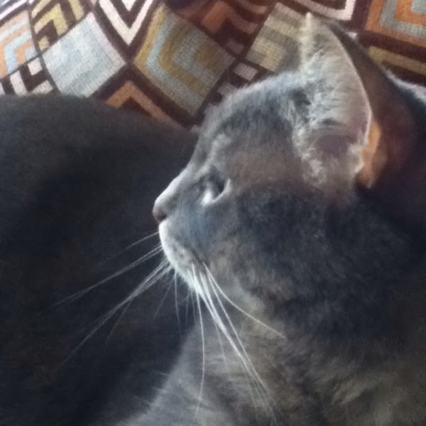 American Shorthaired Grey Tabby Cat | Project Noah