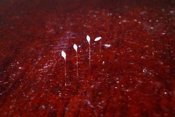 youtan poluo (Udumbara flower) | Project Noah