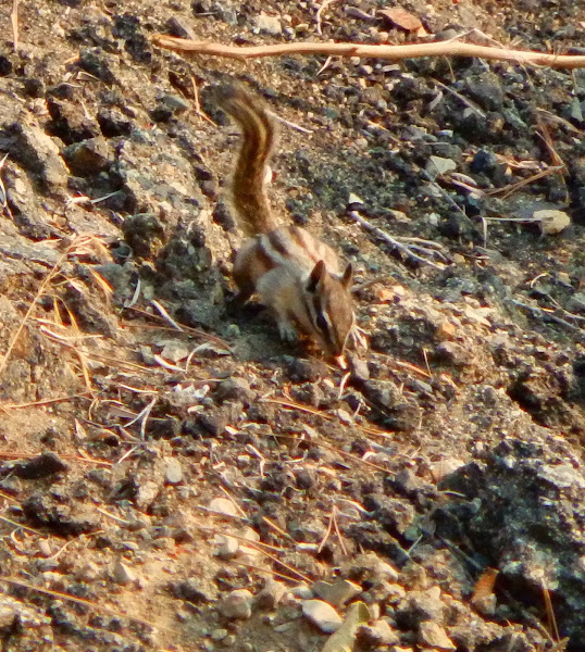 Lodgepole chipmunk | Project Noah