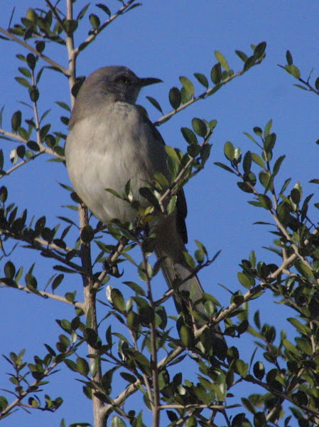 Northern Mockingbird | Project Noah