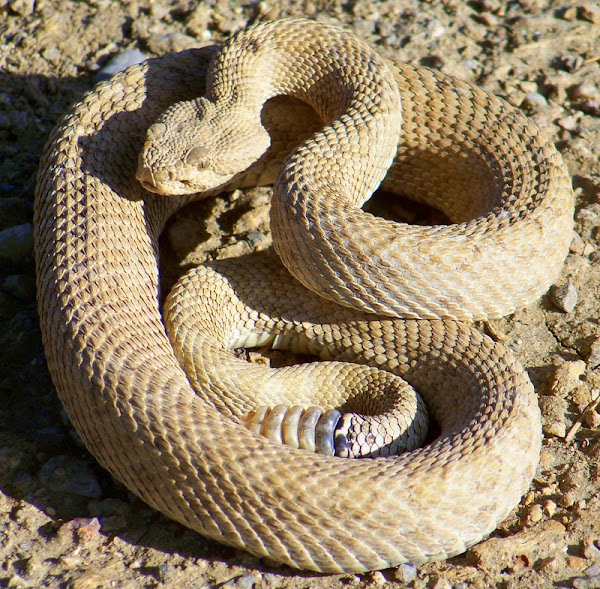 Western Diamond Back | Project Noah