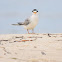 Least Tern Chick | Project Noah