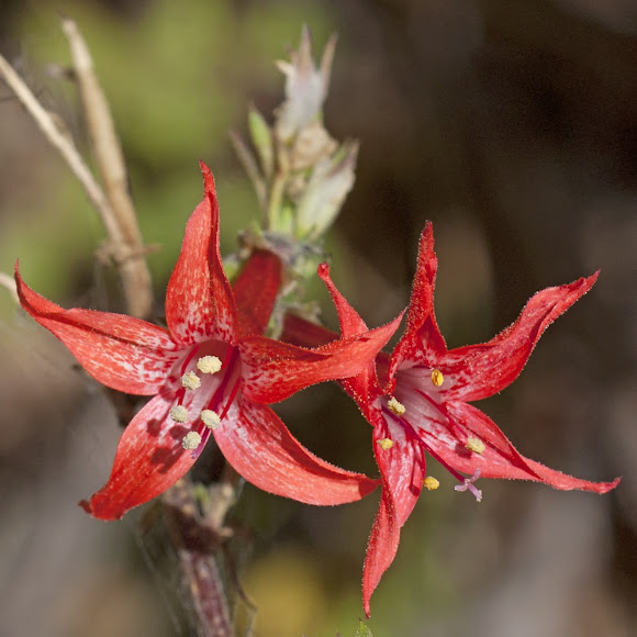 skyrocket (wildflower) | Project Noah