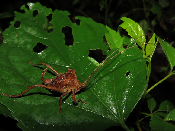 Dead-leaf katydid | Project Noah
