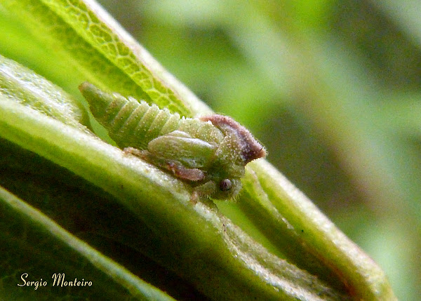 Treehopper nymph | Project Noah