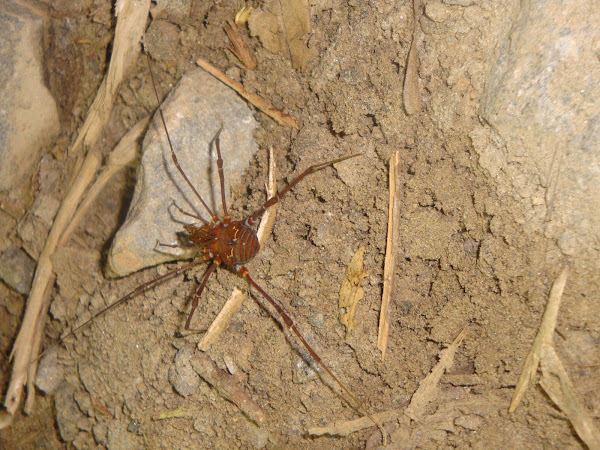 Opilião | Project Noah