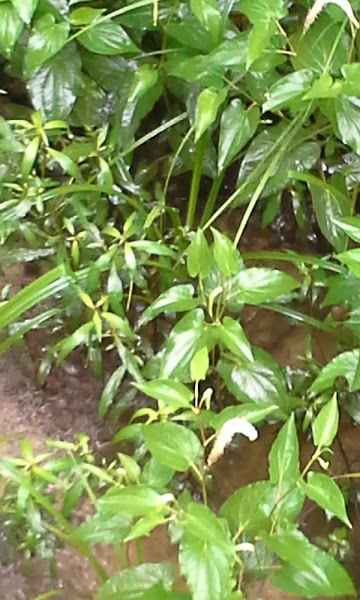 Unknown leafy plant | Project Noah