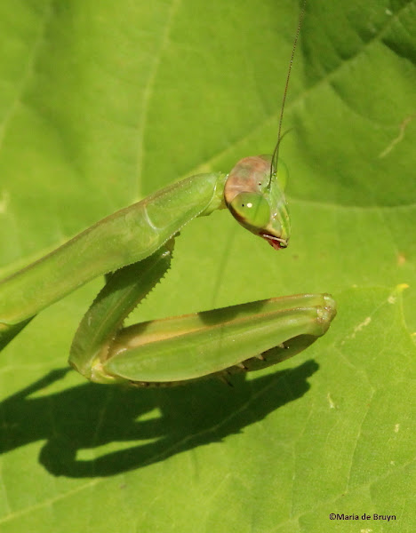 Chinese mantis | Project Noah