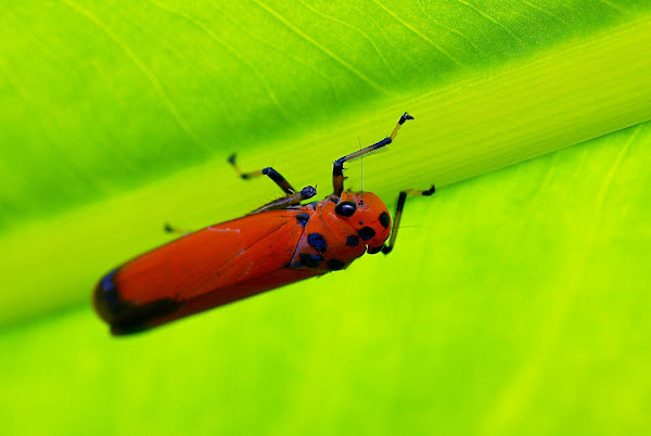 Leaf Hopper | Project Noah