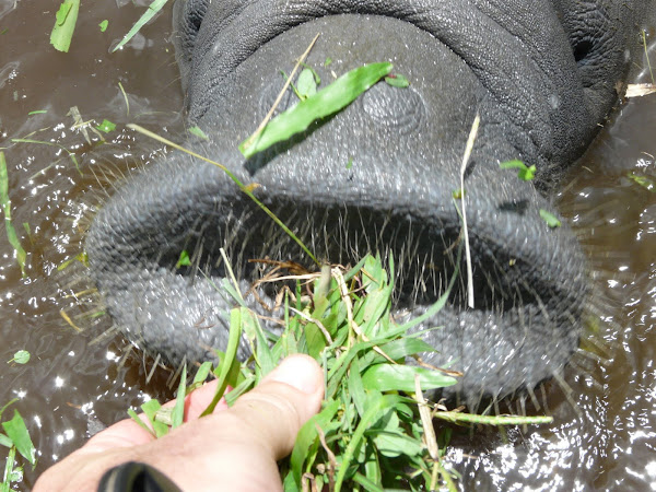 West Indian Manatee | Project Noah