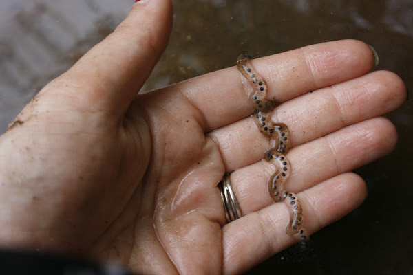 Fowler's Toad Eggs | Project Noah