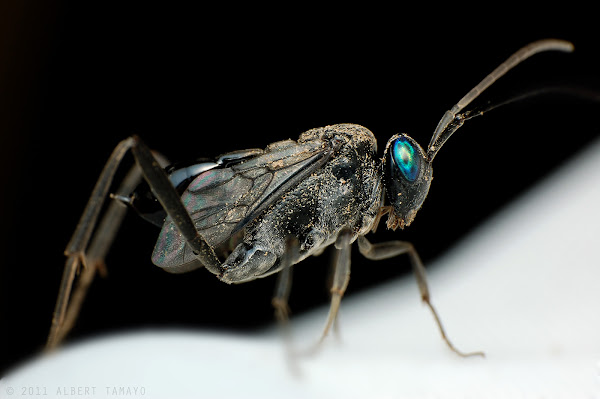 Ensign Wasp | Project Noah