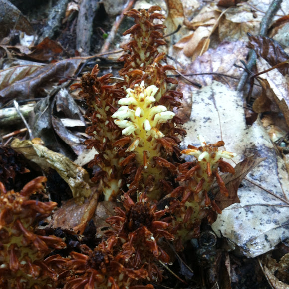 Squawroot | Project Noah