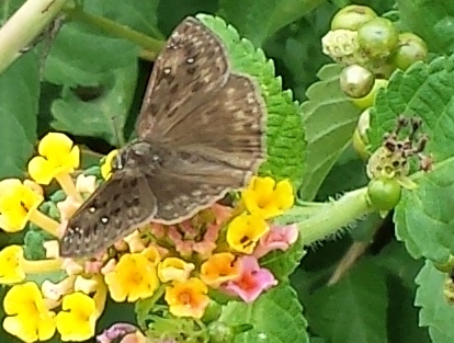 Horace's Duskwing Butterfly - Male | Project Noah