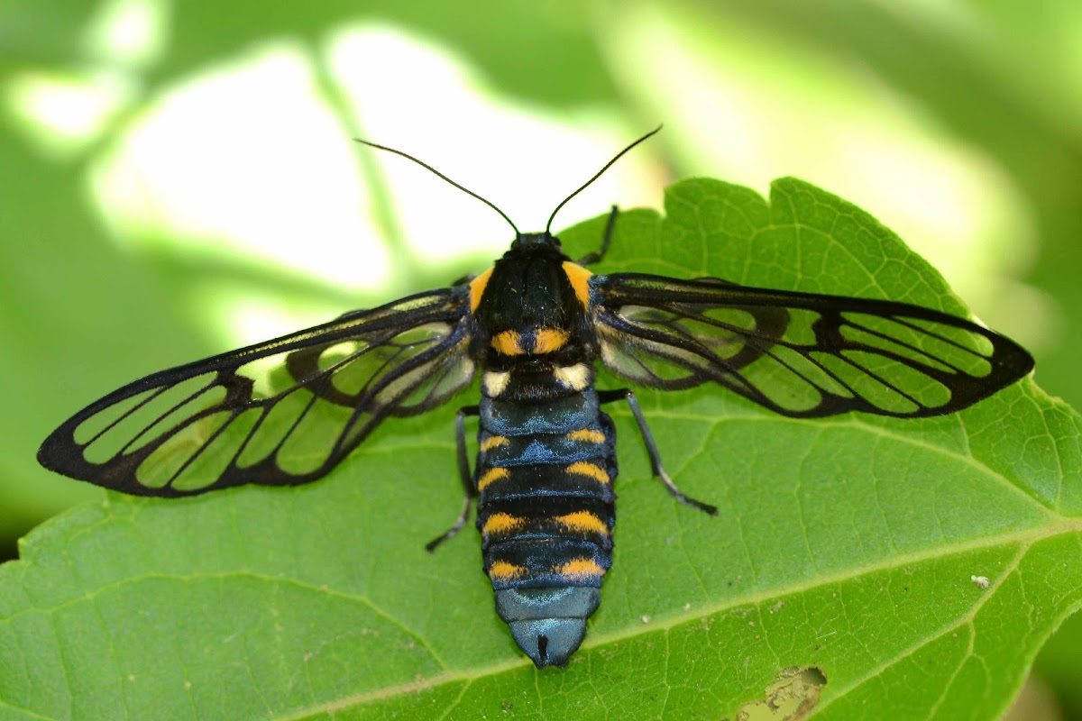 Tiger Moth | Project Noah