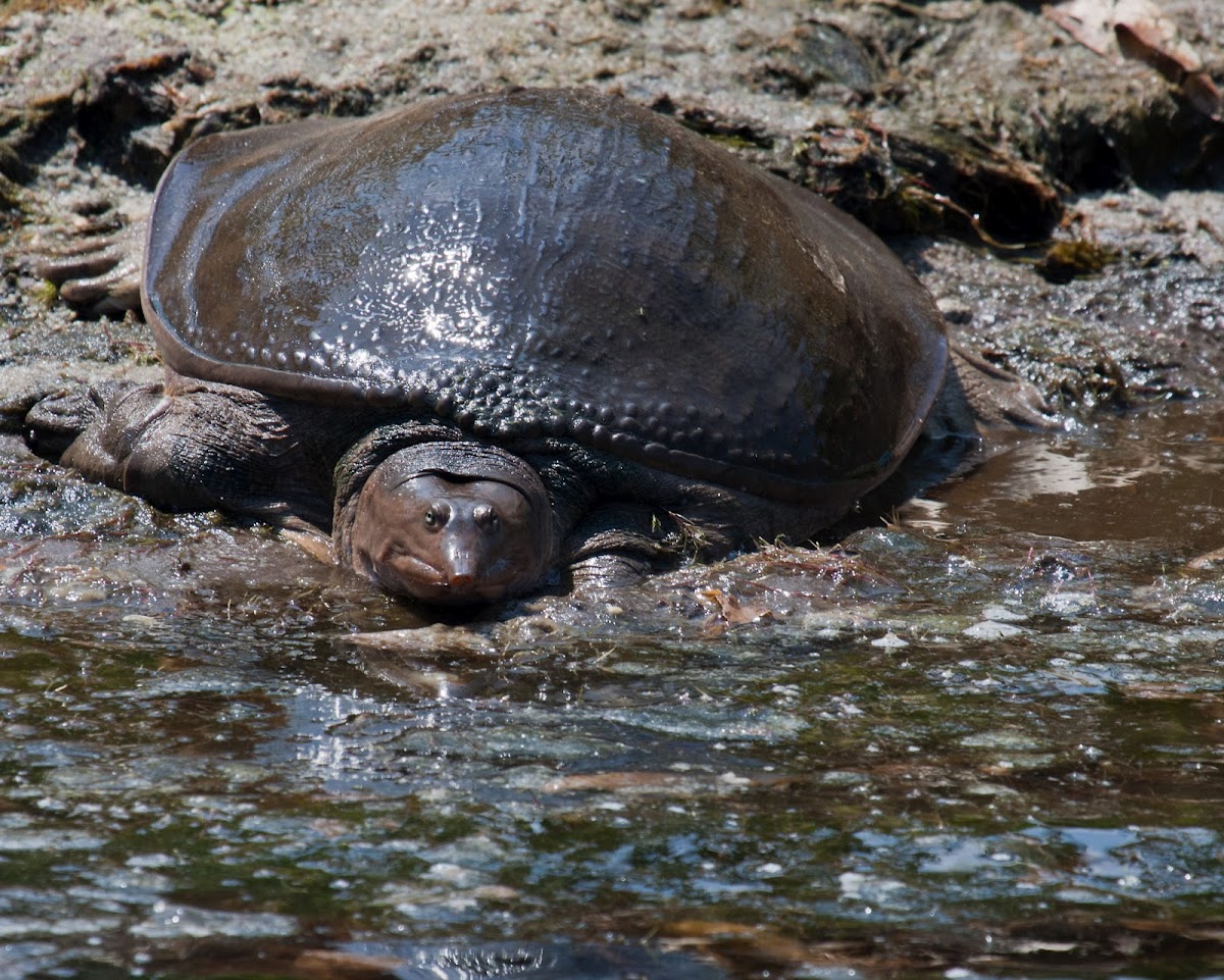 Florida Softshell Turtle | Project Noah