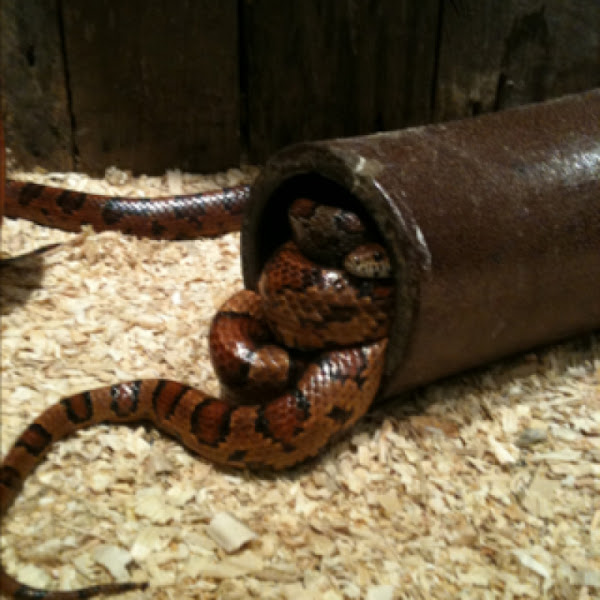 Corn snake | Project Noah