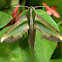 Green Hawk-Moth | Project Noah