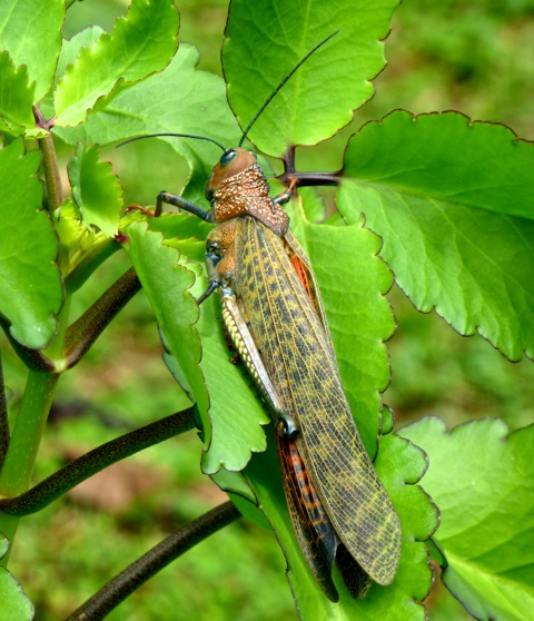 Giant Grasshopper | Project Noah