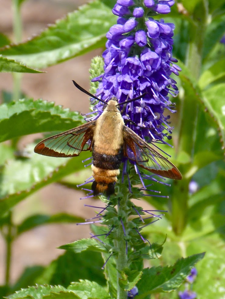 Snowberry clearwing | Project Noah