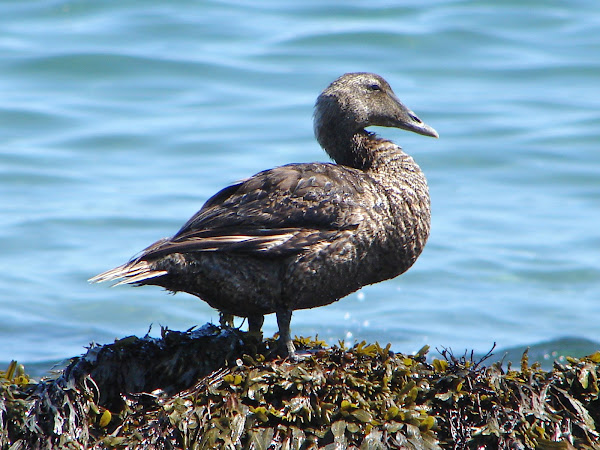 Common Eider | Project Noah