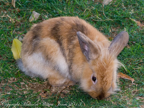 Rabbit | Project Noah