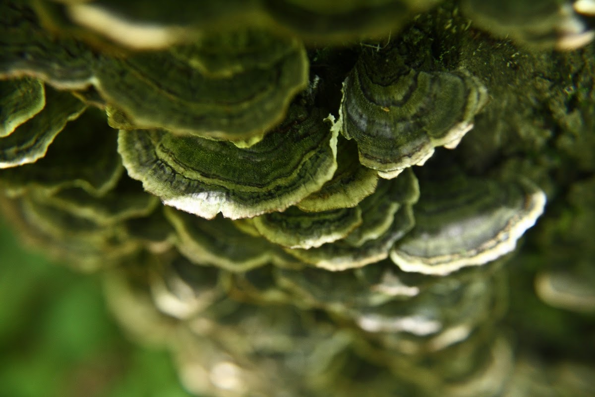 Turkey-tail Fungus | Project Noah