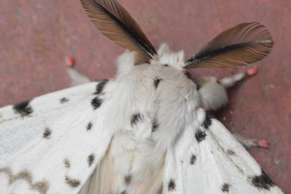 Gypsy Moth | Project Noah