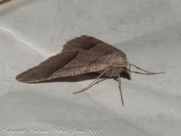 Petrophora Moth | Project Noah