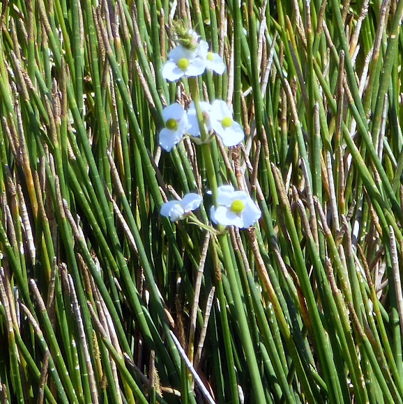 Grassy Arrowhead | Project Noah