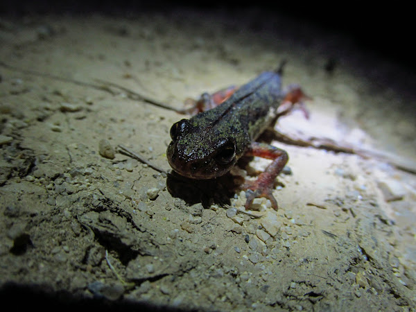 Pygmy marbled newt | Project Noah