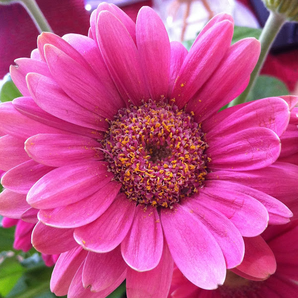 Gerber Daisy | Project Noah