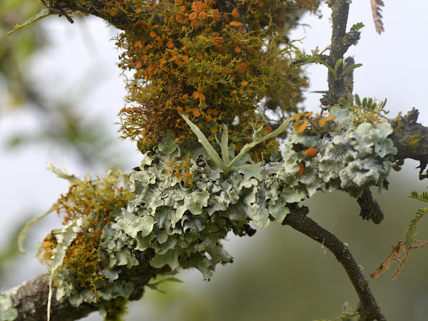 Golden Eye Lichen | Project Noah