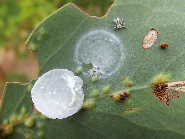 White clam lerp insect. | Project Noah
