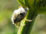 African Cluster Bug | Project Noah