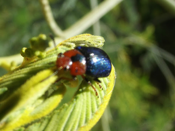 the Dotted-head Acacia Beetle | Project Noah