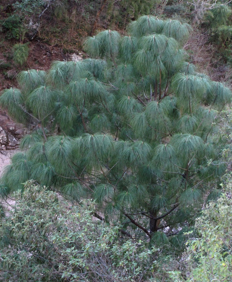 Apache pine | Project Noah