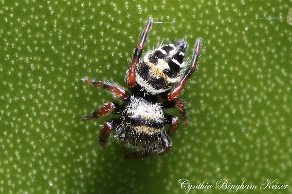 Jumping Spider (Juvenile) | Project Noah