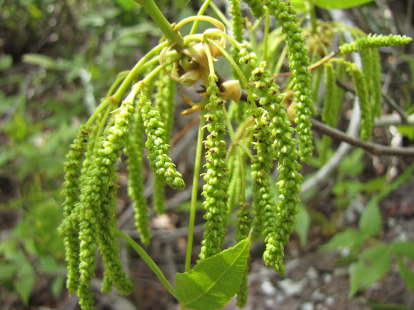 Scrub hickory catkins | Project Noah