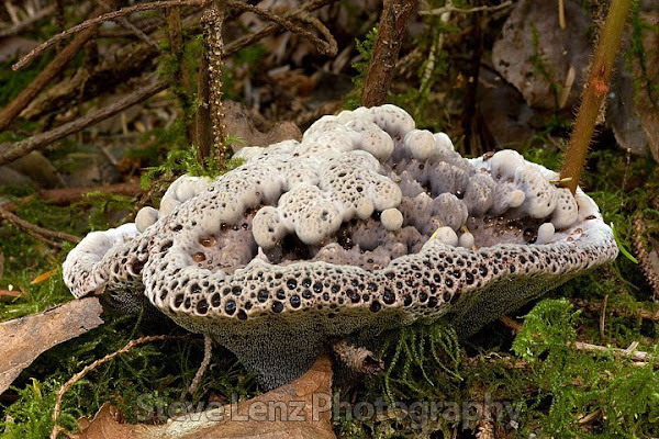 Bleeding Tooth Fungus | Project Noah